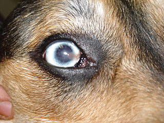 Pannus In Your German Shepherd Pannus In Your German Shepherd