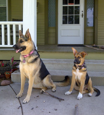 We have 2 German Shepherds - Kona and Tilly